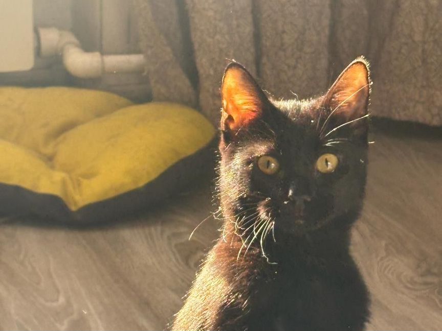 Котенок девочка