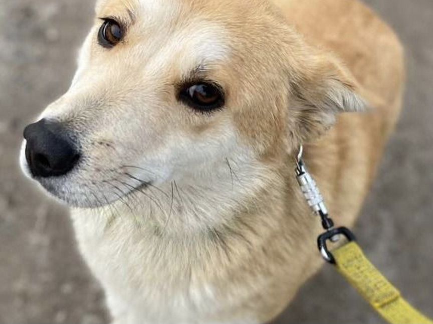 Собака в добрые руки