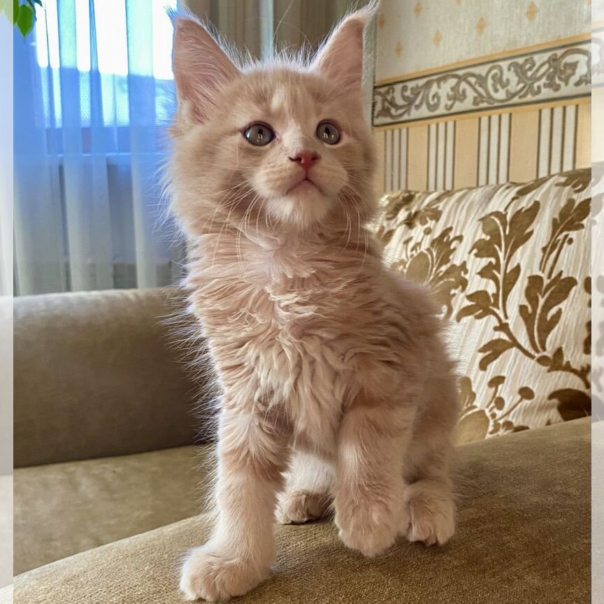 Мейн-кун котёнок