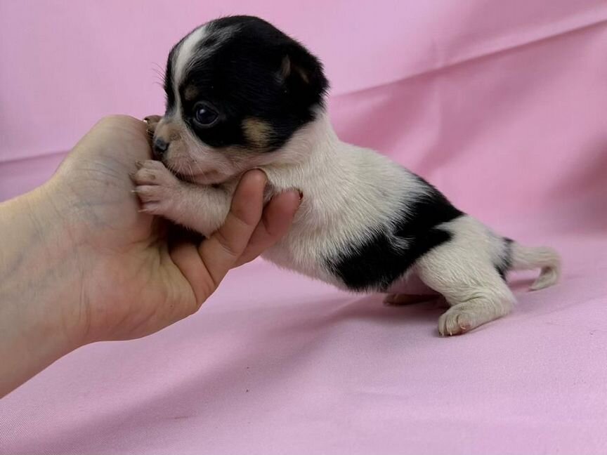 Щенки mini чишки