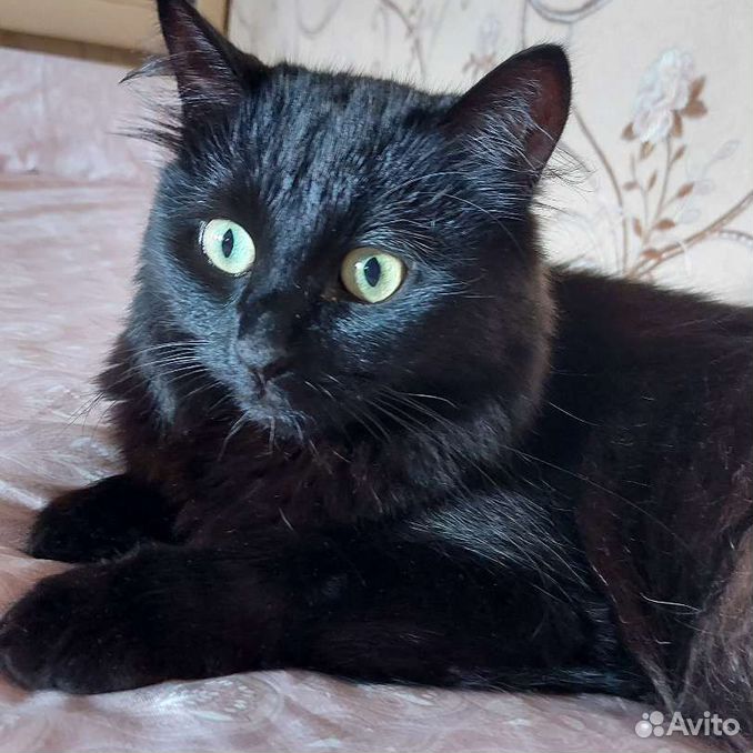 Кошка в дар бесплатно норвежская лесная