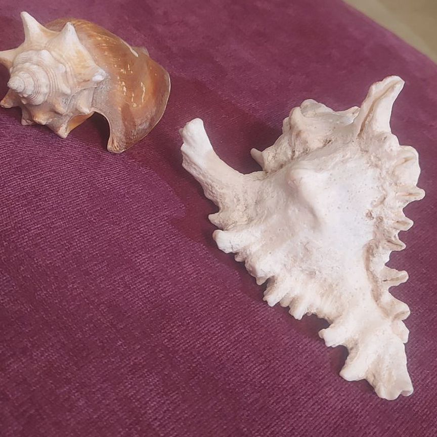 Ракушки морские