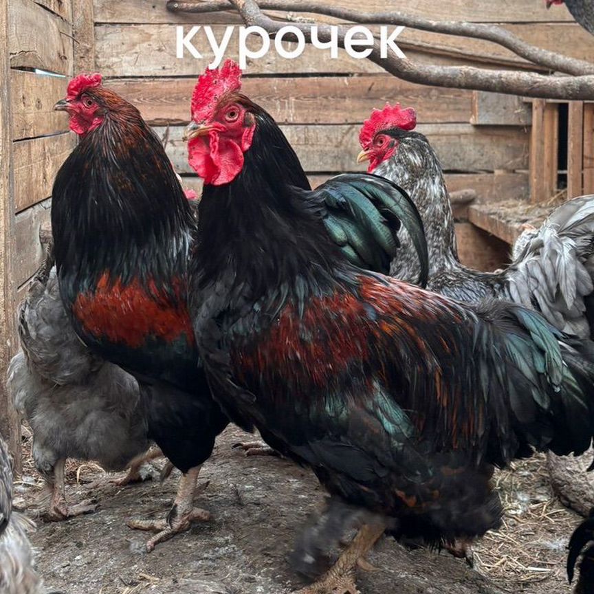 Петушки доя ваших курочек