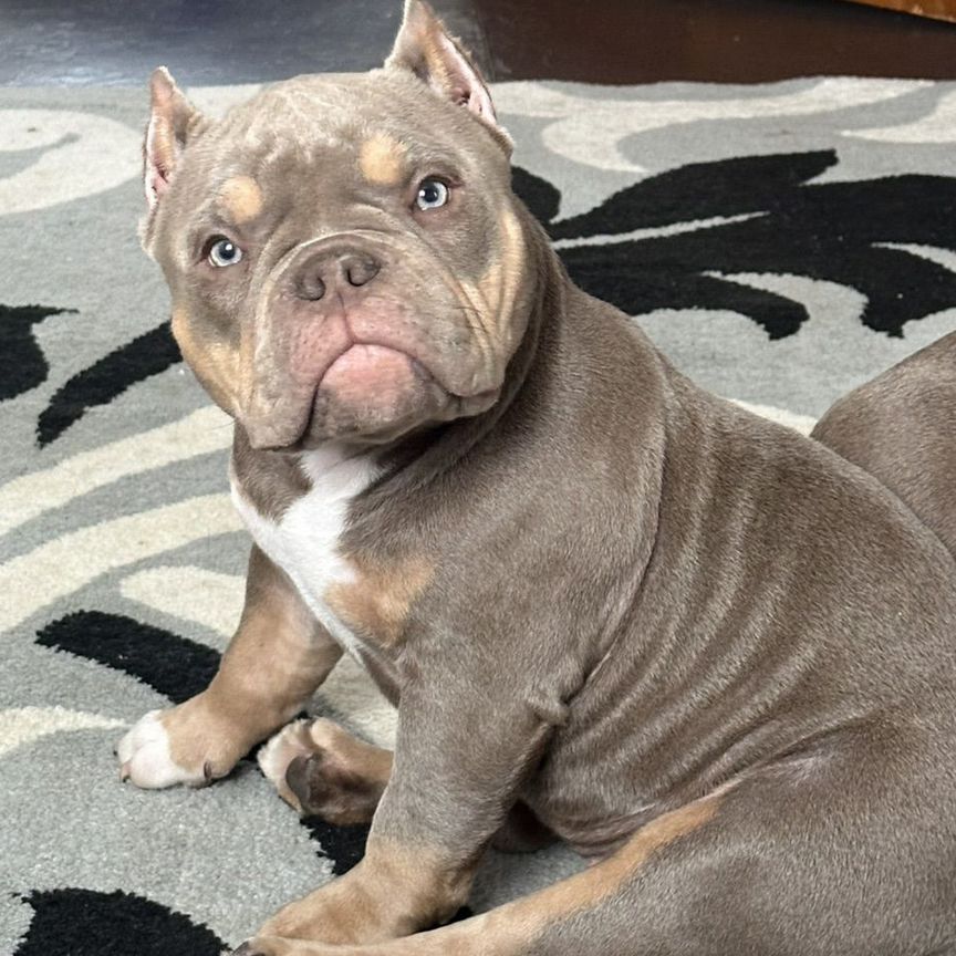 Американский булли, щенок