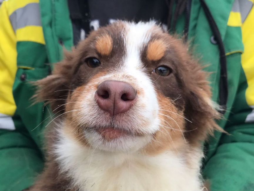 Щенки австралийской овчарки