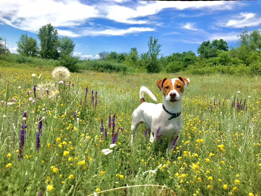 Вязка Джек Рассел терьер