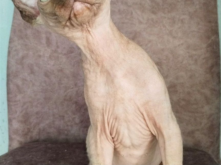 Канадский сфинкс