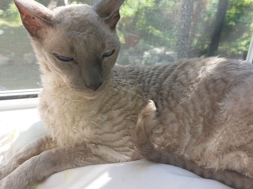 Пристрой котика