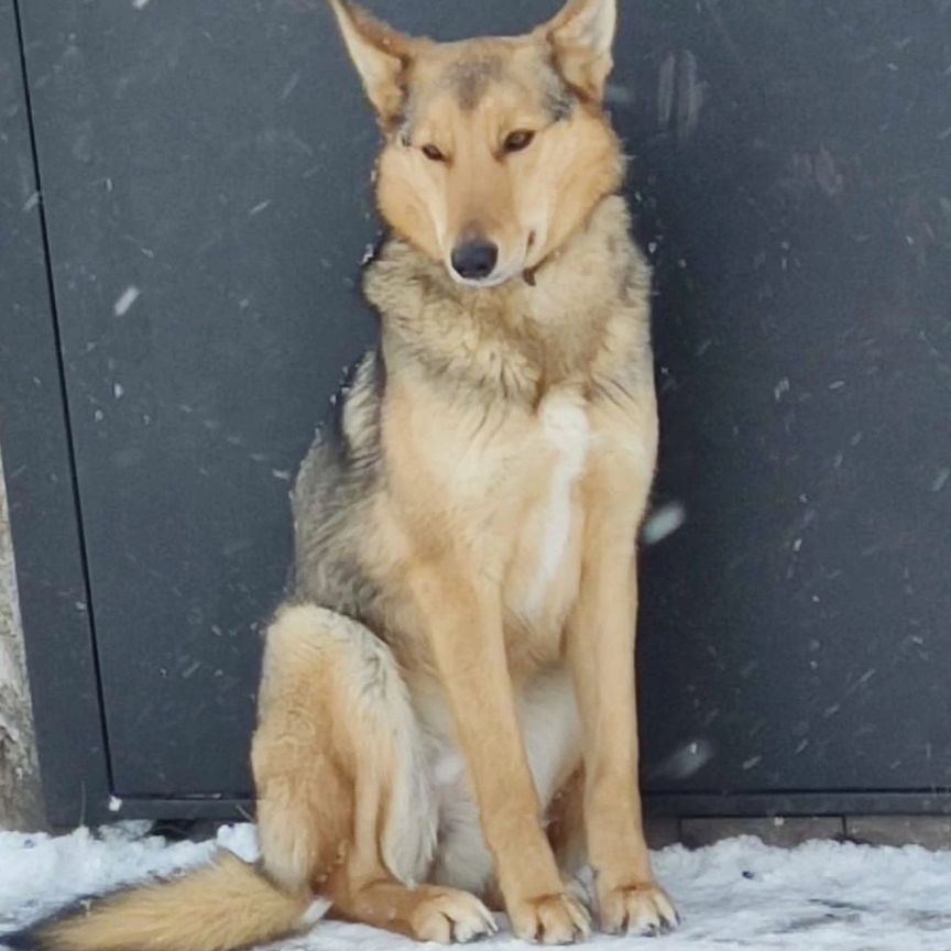 Динка собака