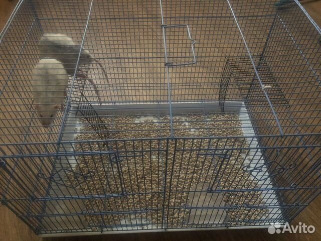 Крысы дамбо мальчики с клеткой