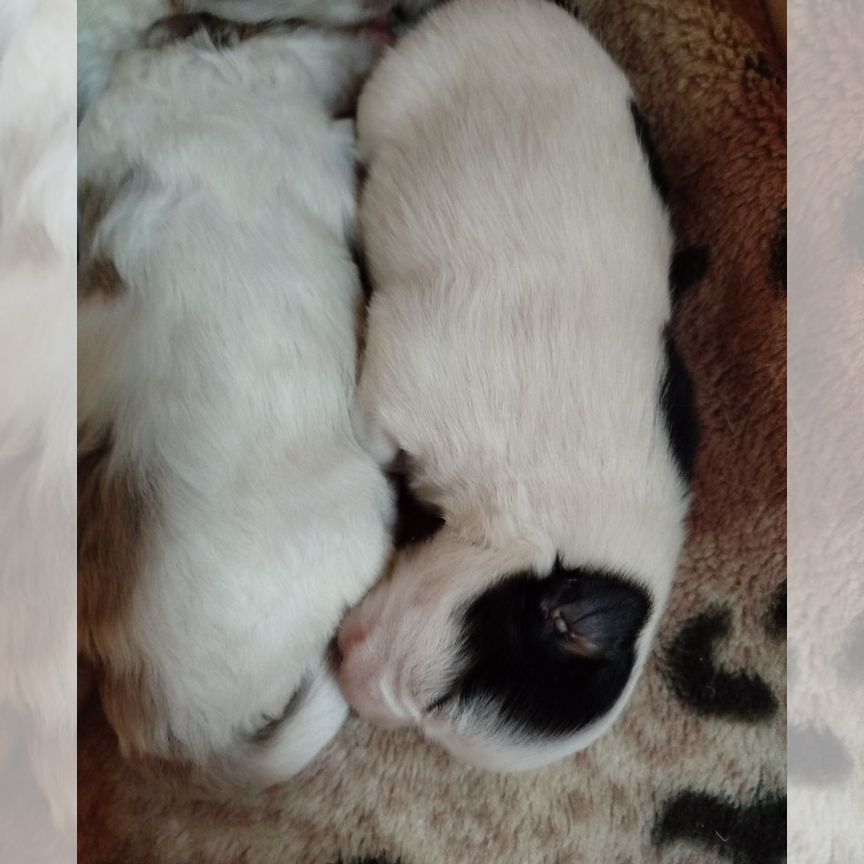 Померанский шпиц, щенок