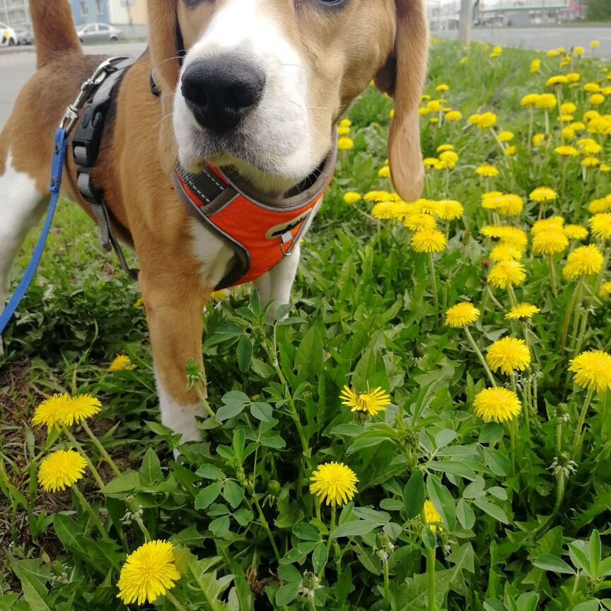 Отдам бесплатно бигль мальчик