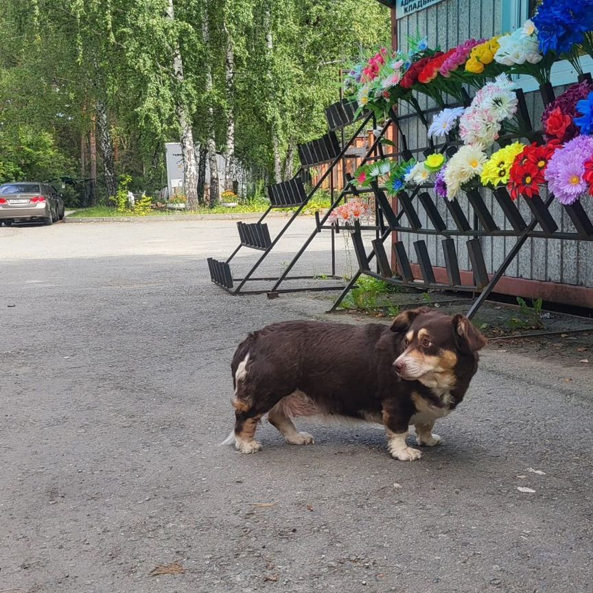 Умер хозяин. Необходим дом