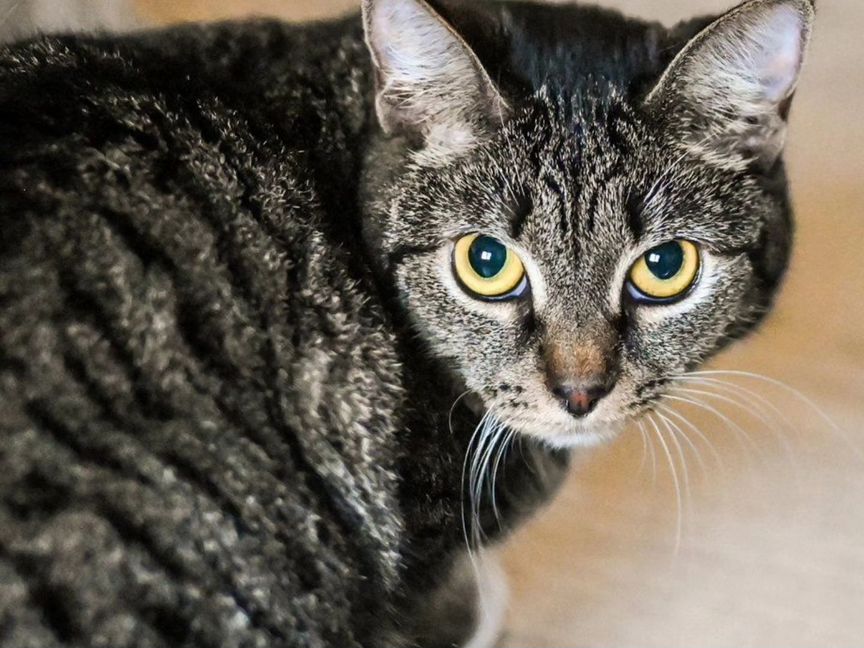 Кошечка Кики из приюта в добрые руки