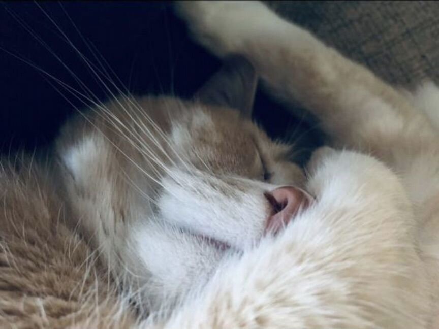 Кот рыжий добрый