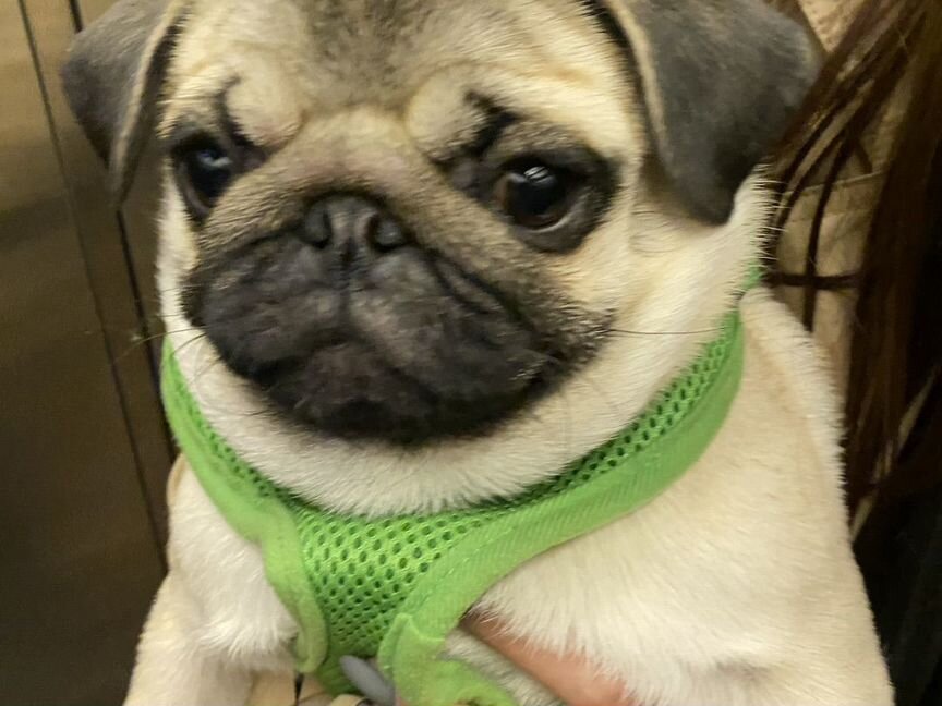 Мопс в очень хорошие руки