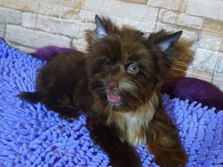 Шоколадный йорк мальчик мраморный