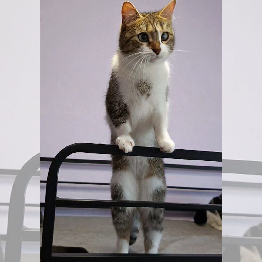 Взрослая, кошка в добрые руки