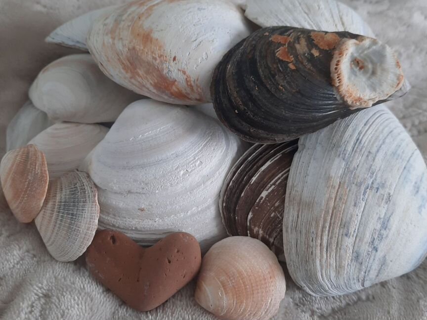 Морские ракушки