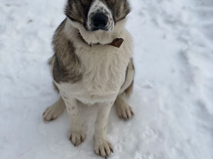 Собака в добрые руки