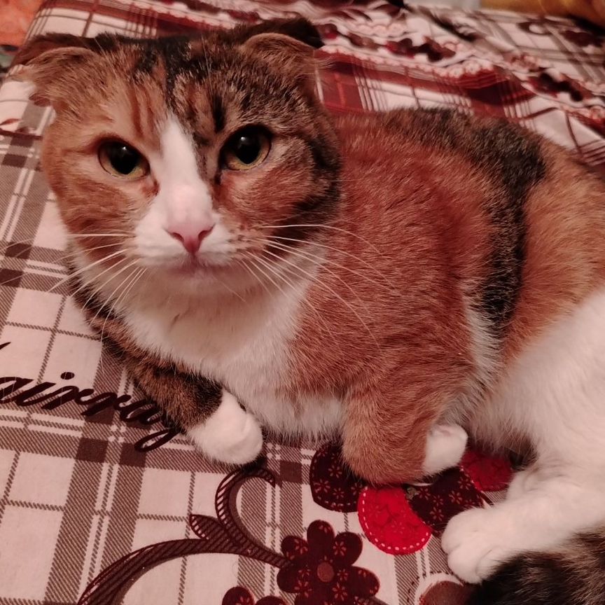 Шотландский вислоухий короткошёрстный котёнок