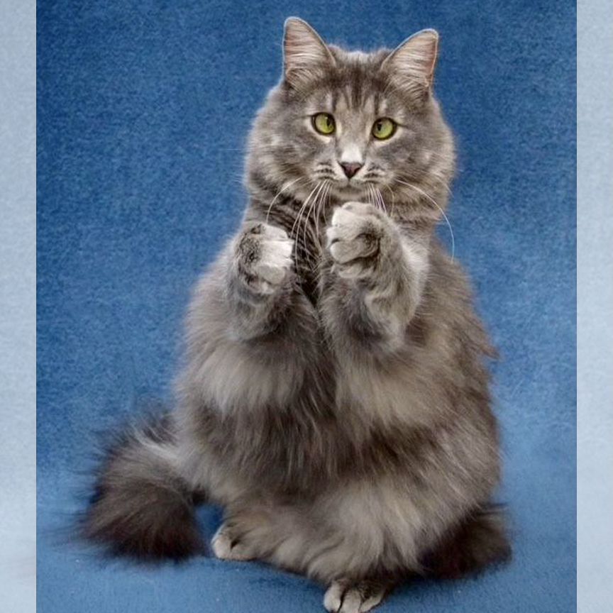 Нибелунг, взрослый кот