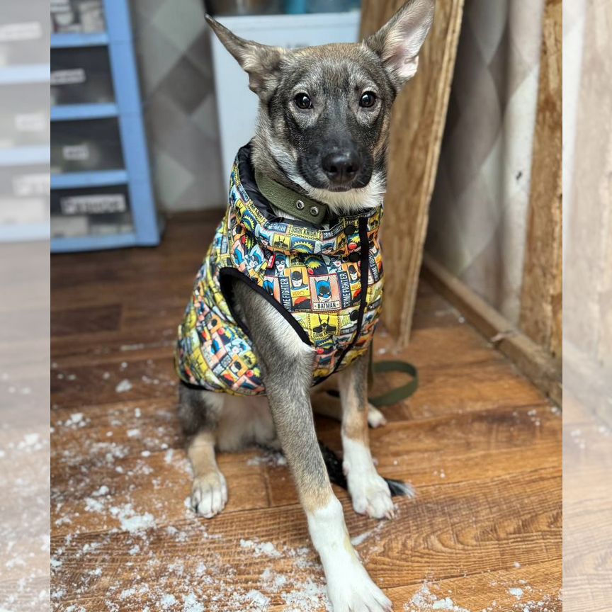 Щенок в добрые руки