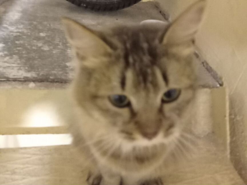 Кошка