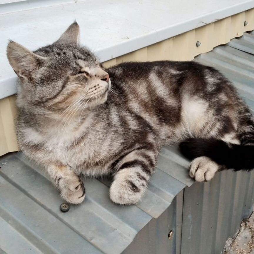 Кот