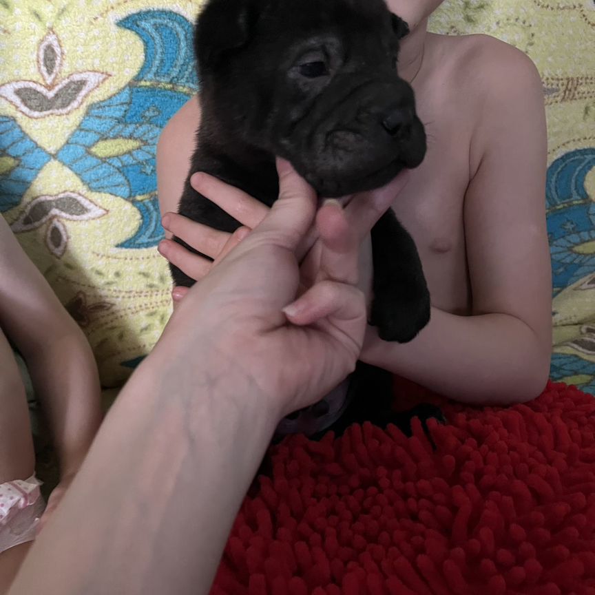Шарпея щенки