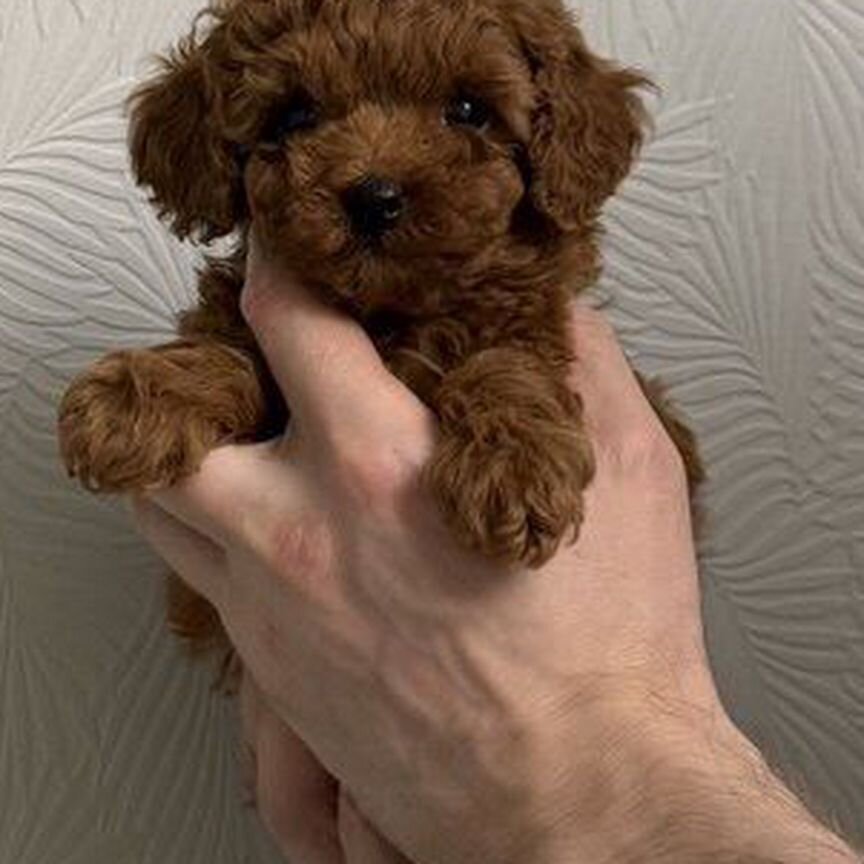 Пудель, щенок