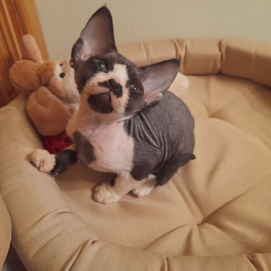 Девон Рекс Девочка