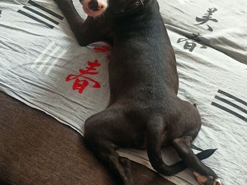 Собака аля стаффорд