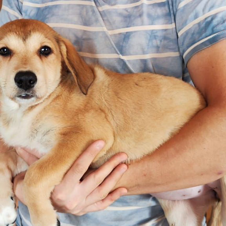 Собака в добрый руки