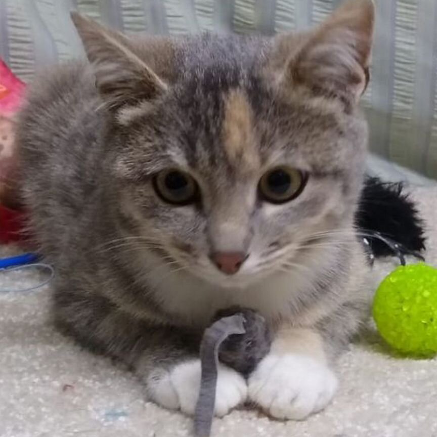 Котенок очаровашка
