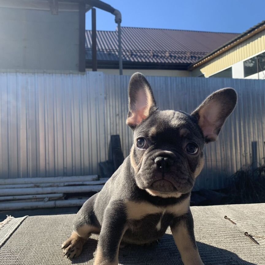 Французский бульдог