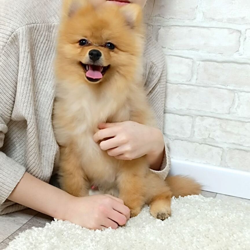 Шпице мальчик