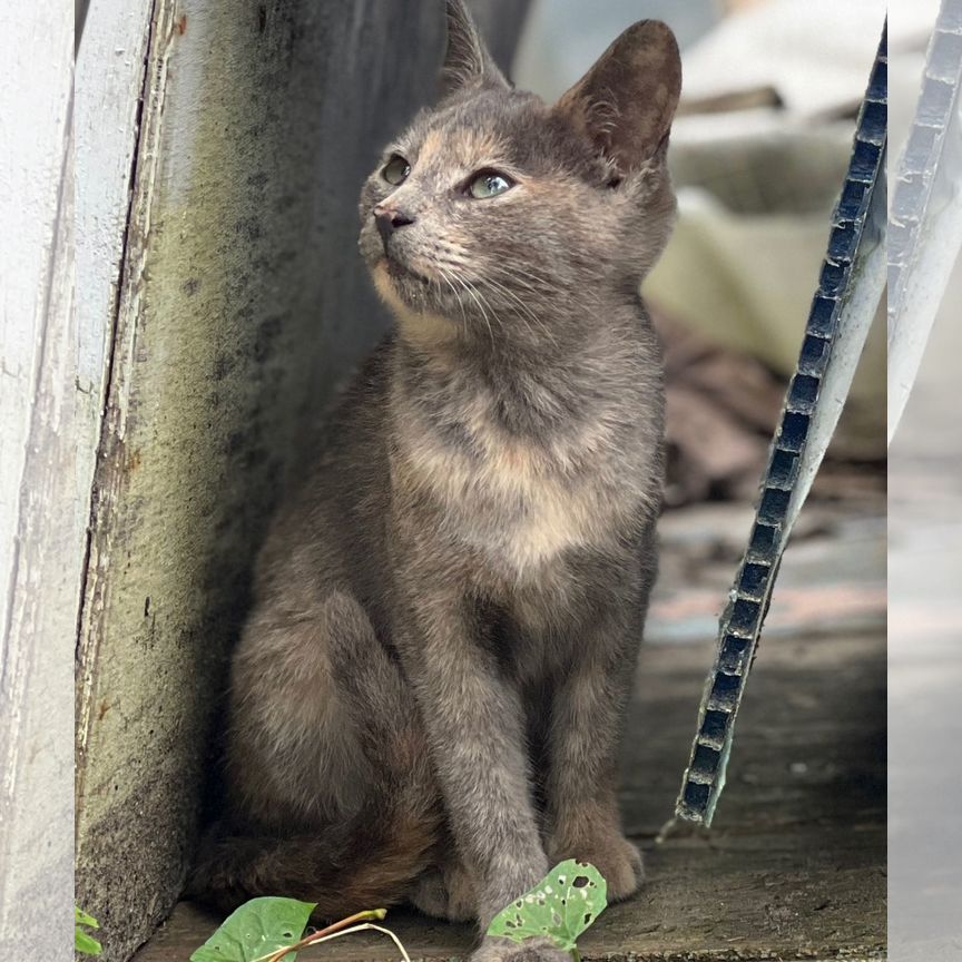 Ищем дом котенку