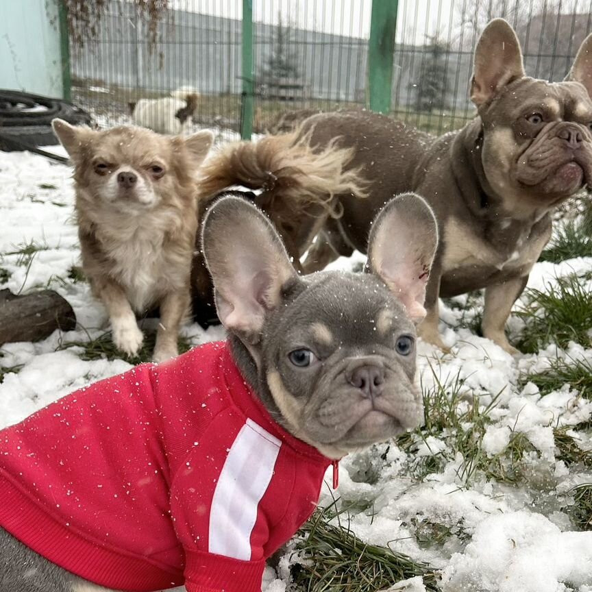 Французский Кексик