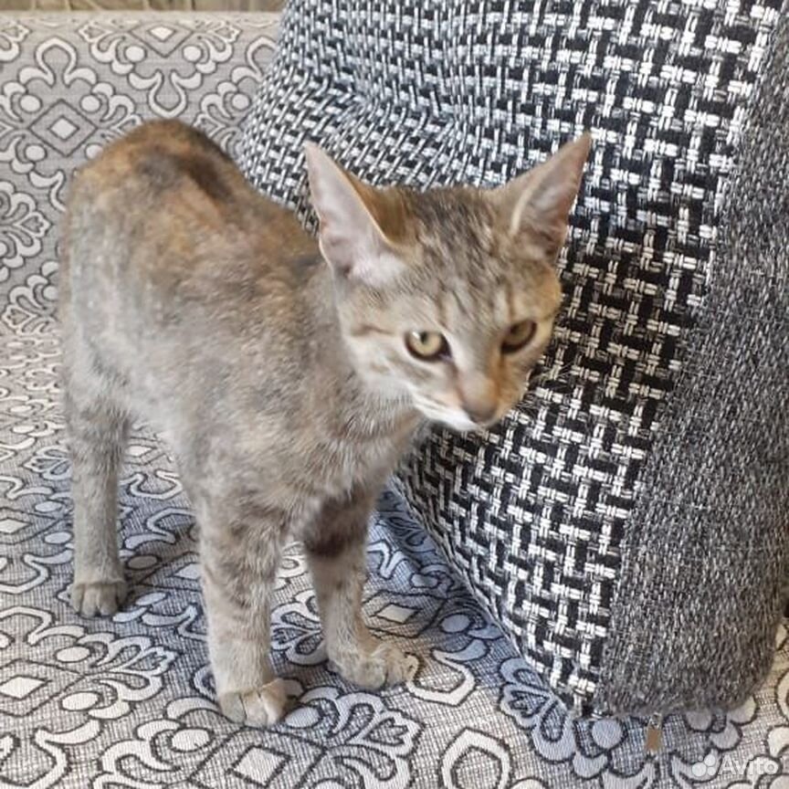 Котёнок Афина