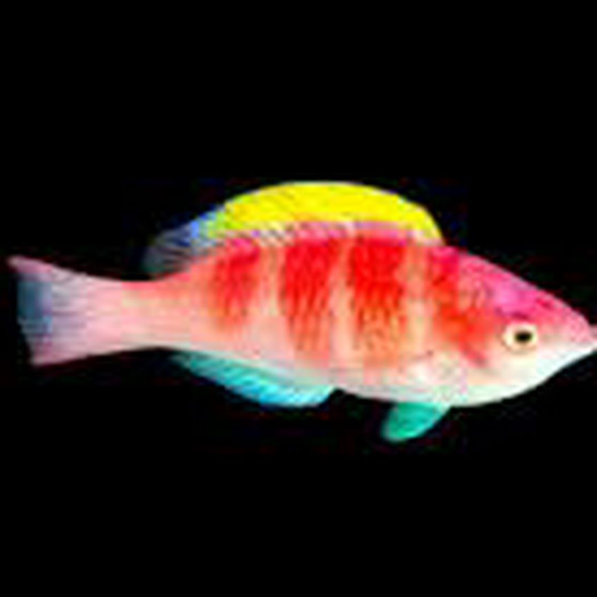 Морская рыба Желтоспинный губан-фея