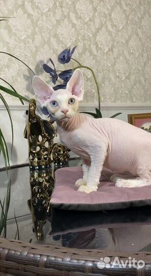 Разноглазый мальчик