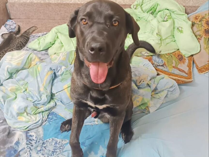 Собака в добрые руки отдам бесплатно