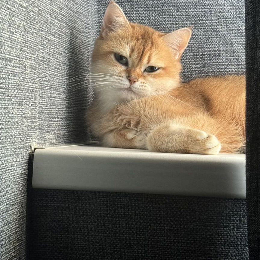 Британская кошка