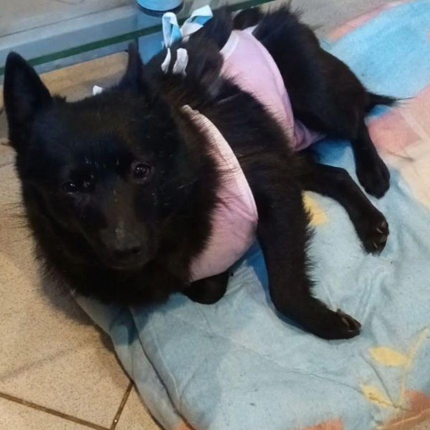 Бельгийская овчарка, взрослая собака