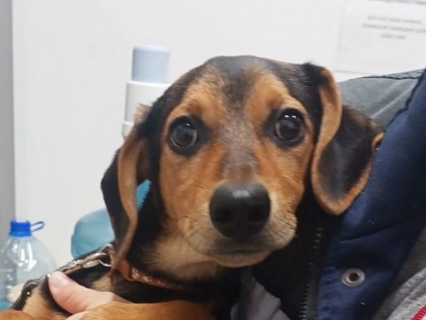 Маленький Тедди ищет семью