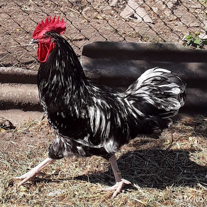 Продаю молодого петуха. Австралорп