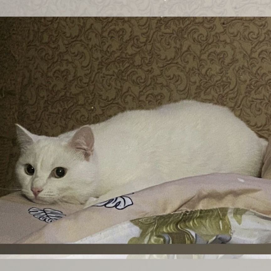 Турецкая ангора, взрослый кот