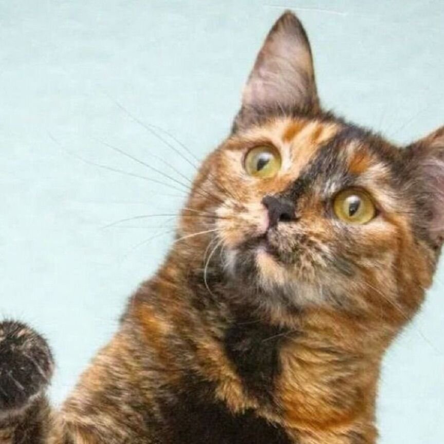 Чудесная кошка