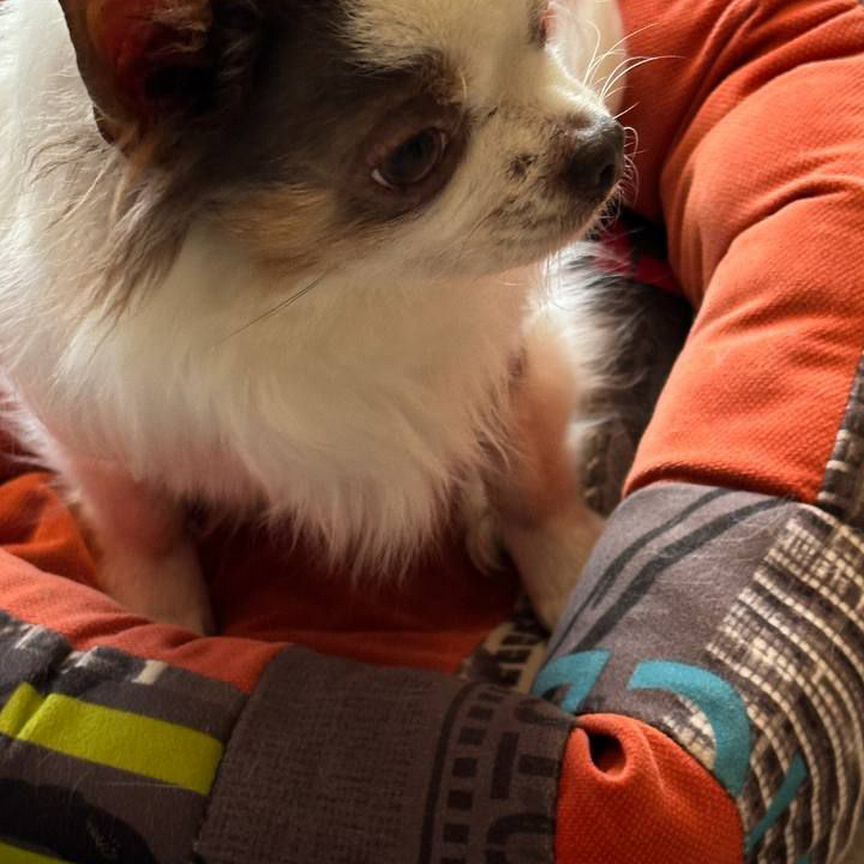 Ищем даму сердца